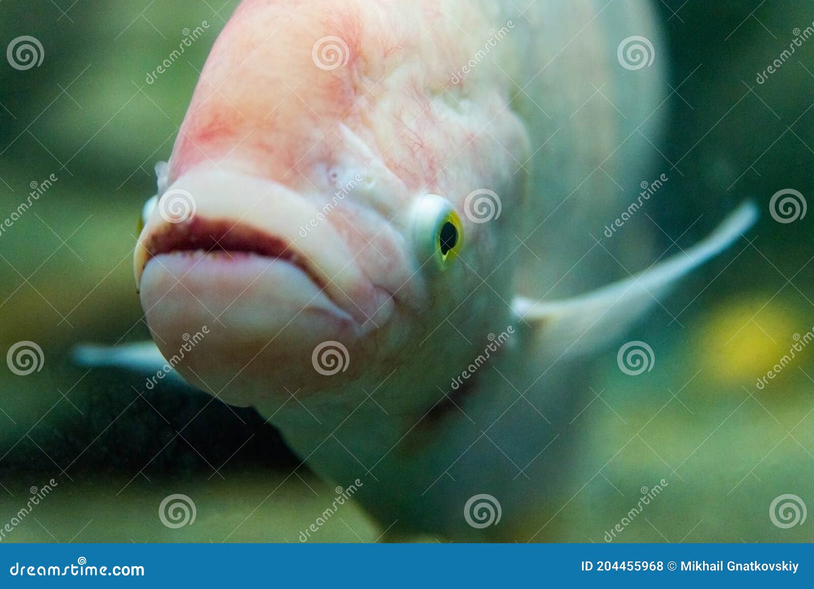 Face of Giant Gourami Fish or Osphronemus Goramy Stock Photo - Image of ...