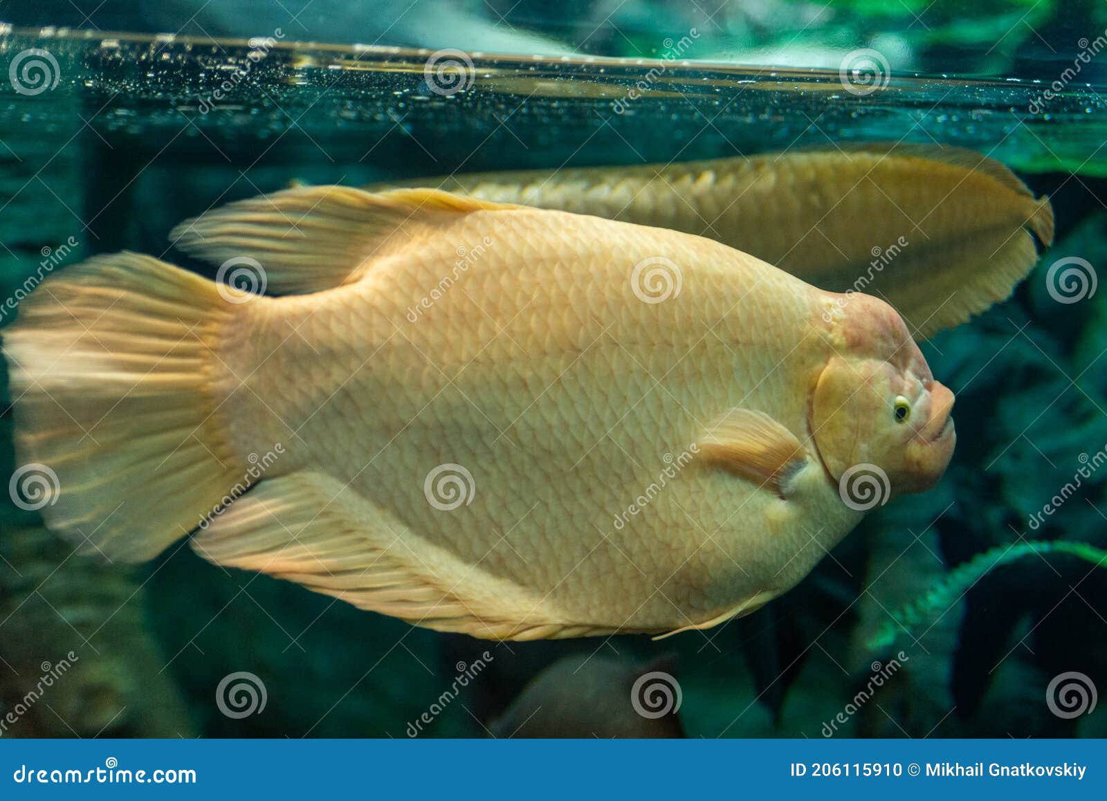 Face of Giant Gourami Fish or Osphronemus Goramy Stock Photo - Image of ...
