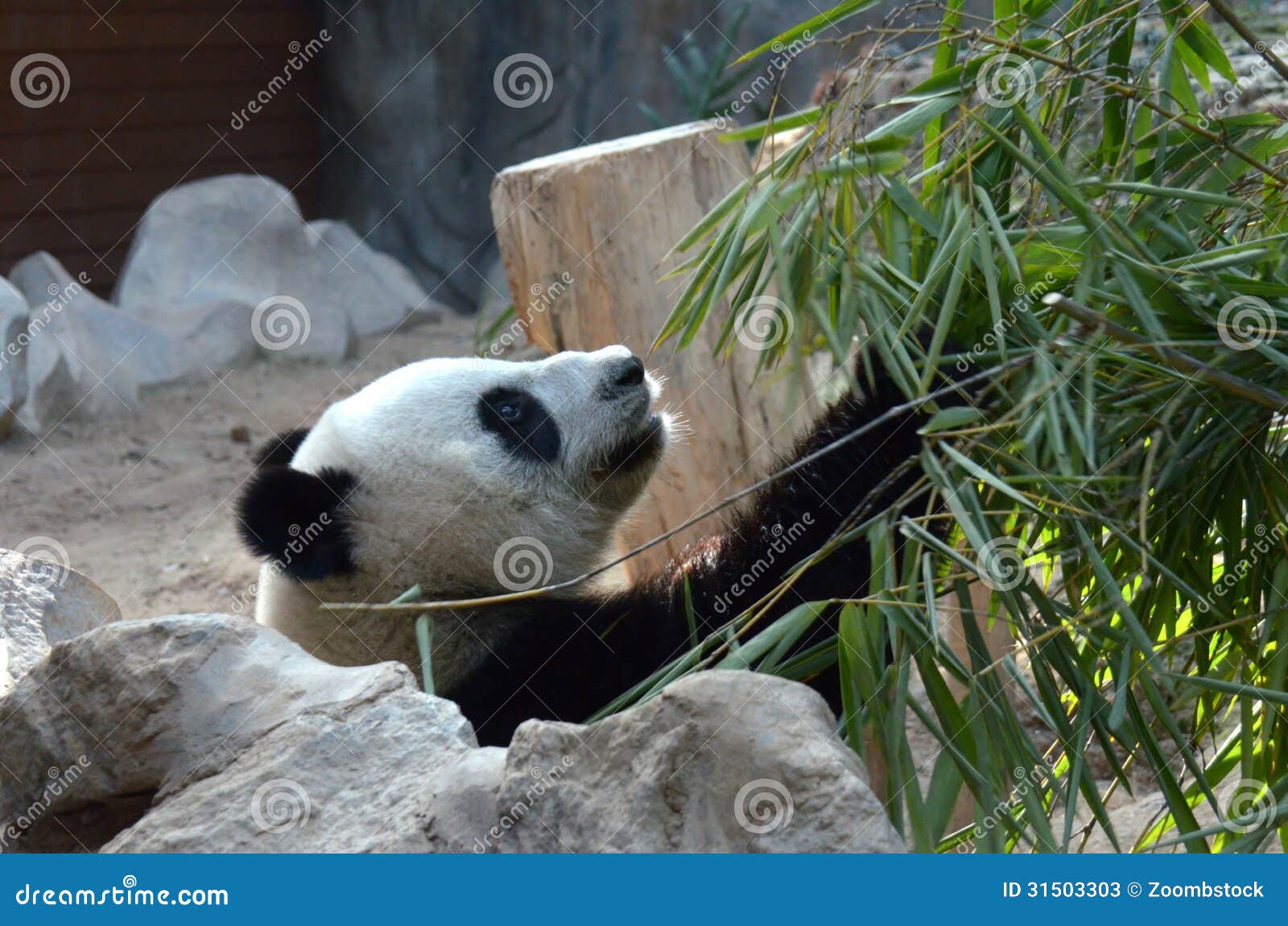 Face of a Giant Panda stock image. Image of species, park - 31503303