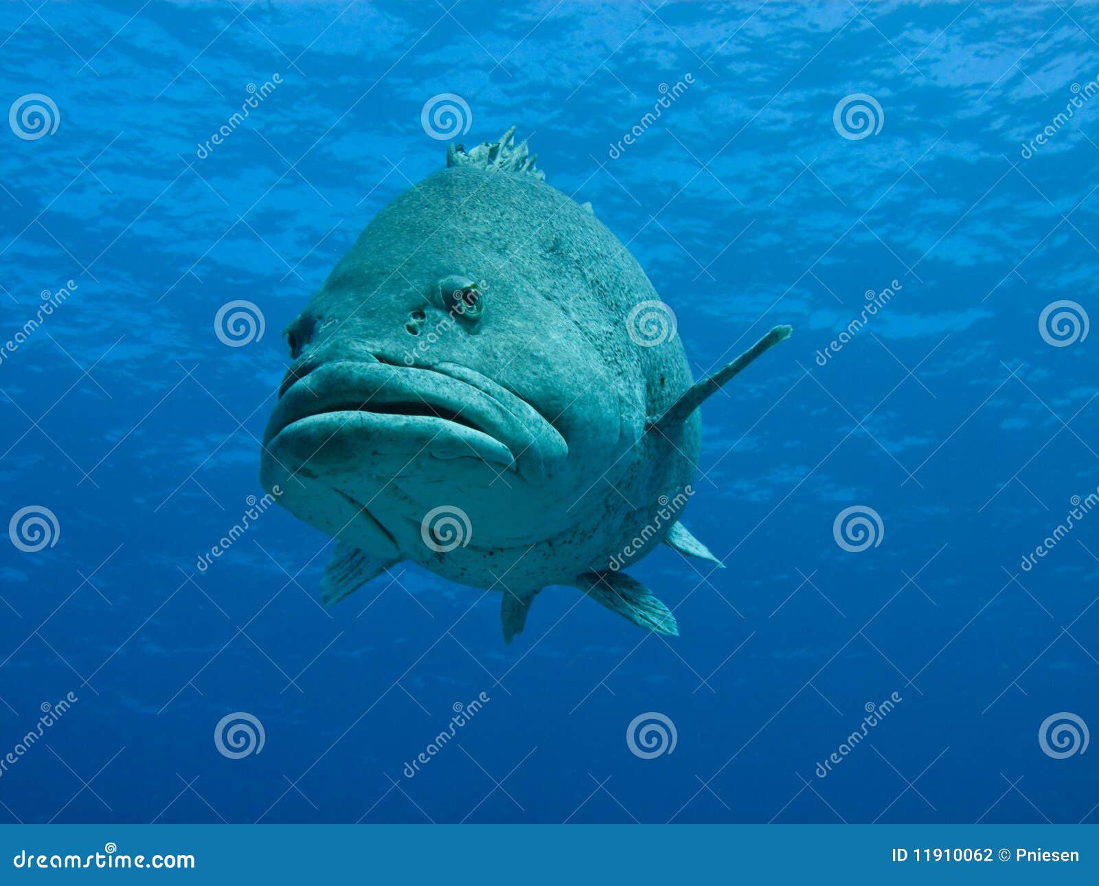Face of Giant Potato Cod Great Barrier Reef Stock Photo - Image of hole ...
