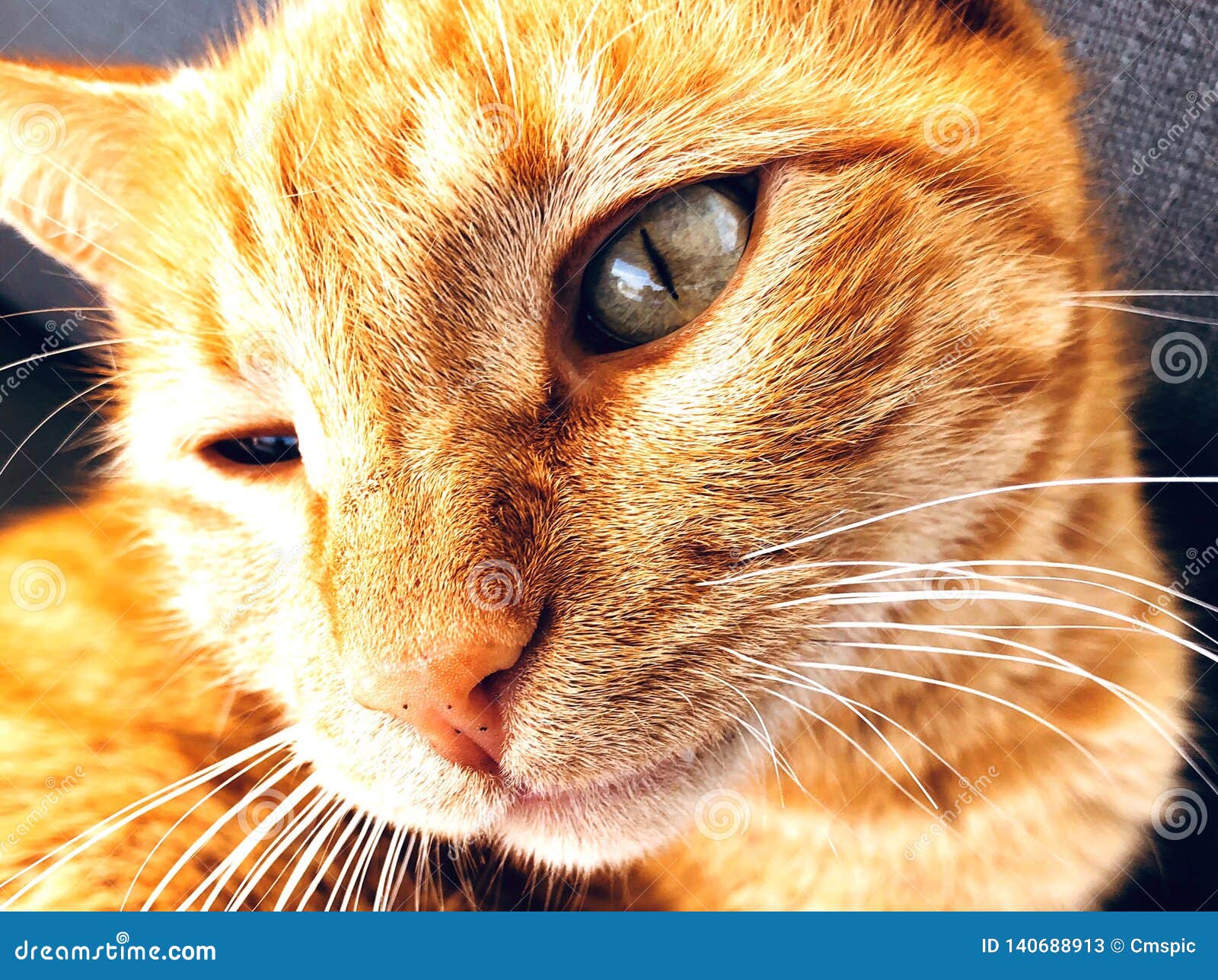 Face of ginger cat stock image. Image of angles, domestic - 140688913
