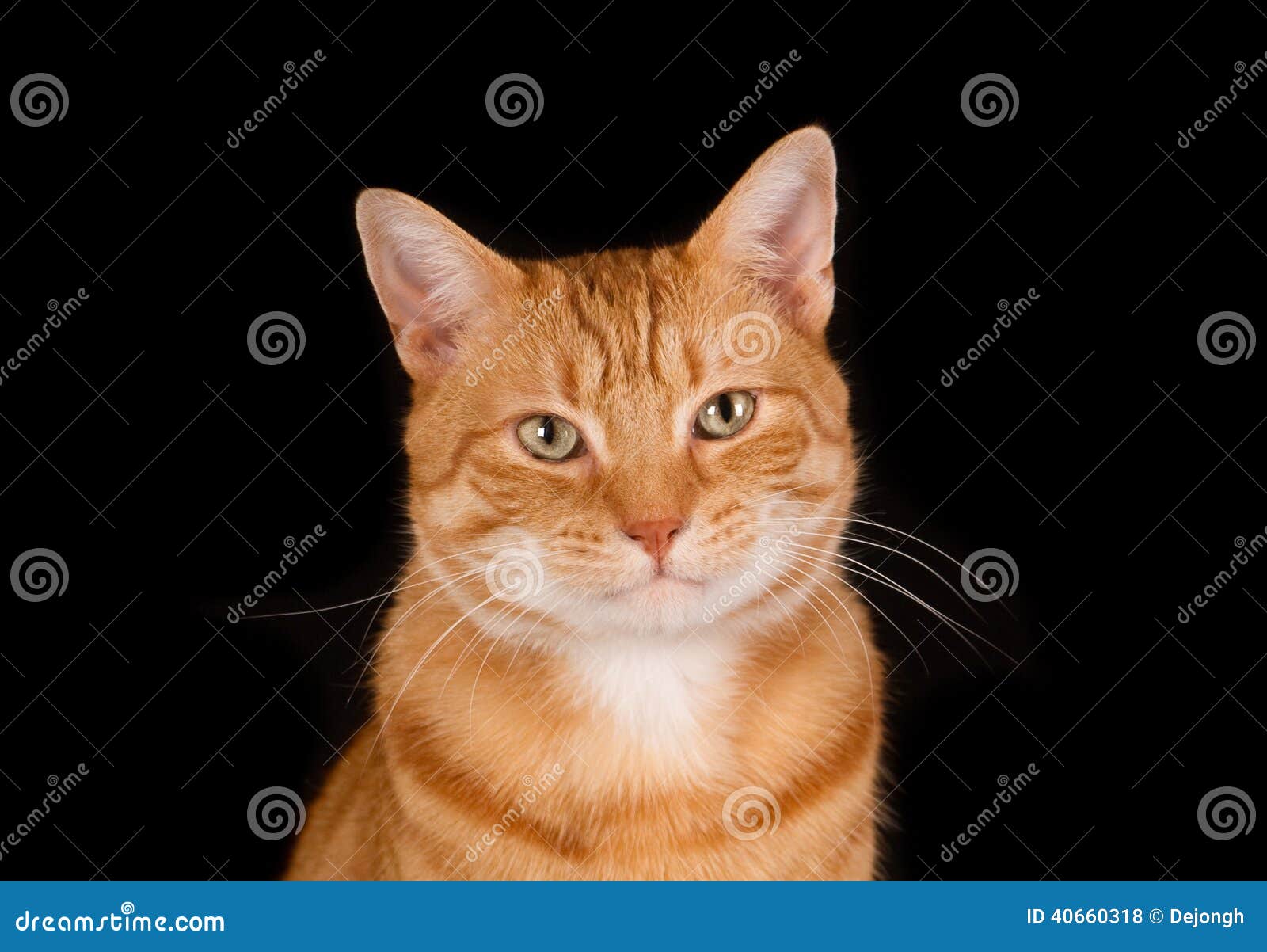 Dark Ginger Cat With Blue Eyes
