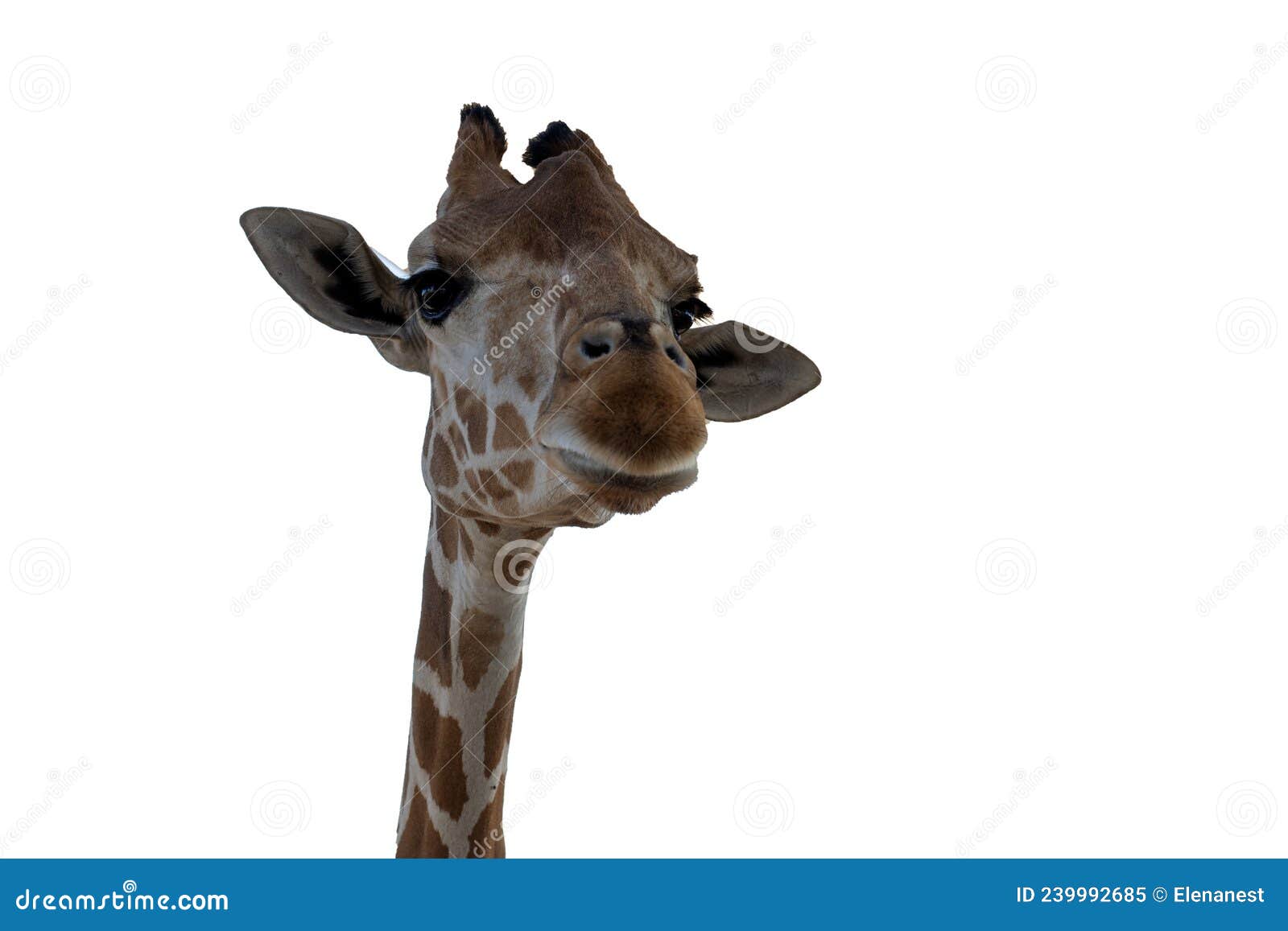 Face of a Giraffe Looking at the Camera, Isolated Stock Image - Image ...