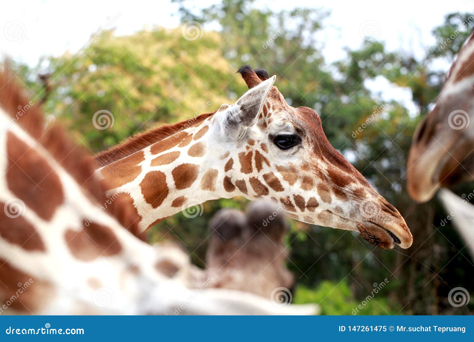 Face of Giraffe in Portrait Style Stock Image - Image of face, head ...