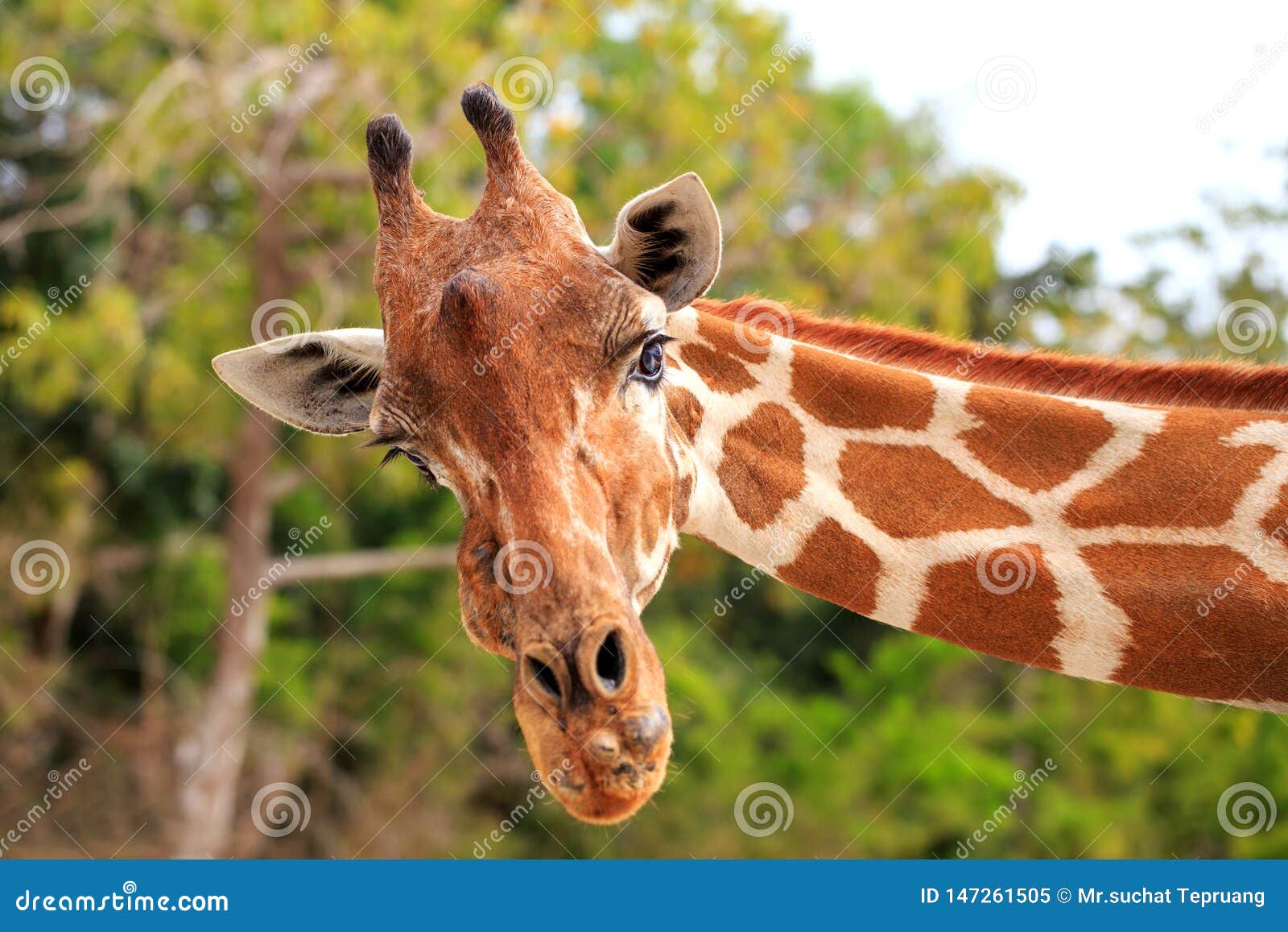 Face of Giraffe in Portrait Style Stock Image - Image of brown, mammal ...