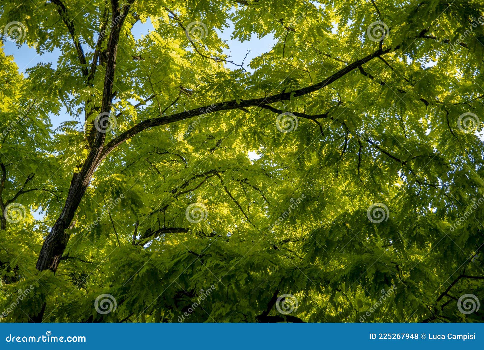 Trees Make Shade Under Blazing Sun Stock Photo - Image of saintmalo ...
