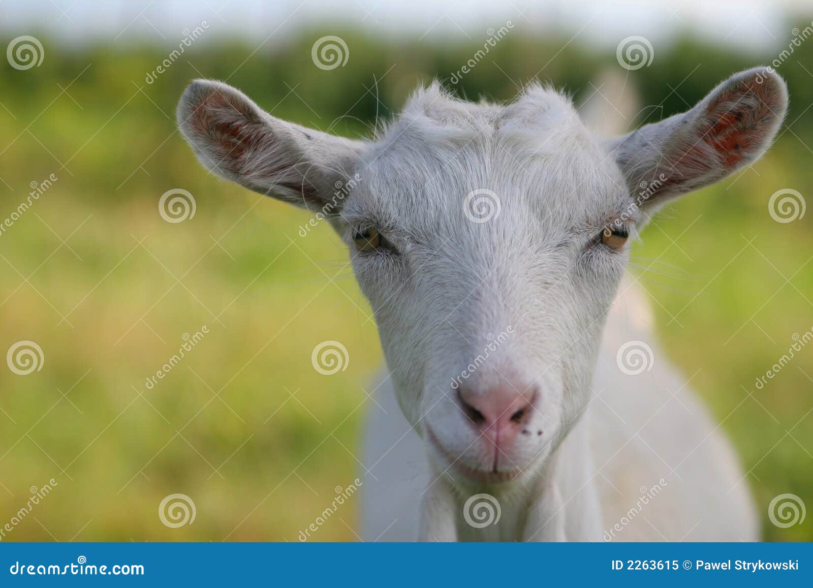 Face of goat stock image. Image of milk, mammals, insulated - 2263615