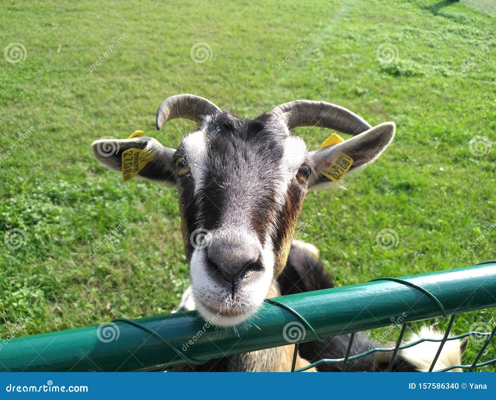 Face of goat editorial image. Image of cute, look, sight - 157586340