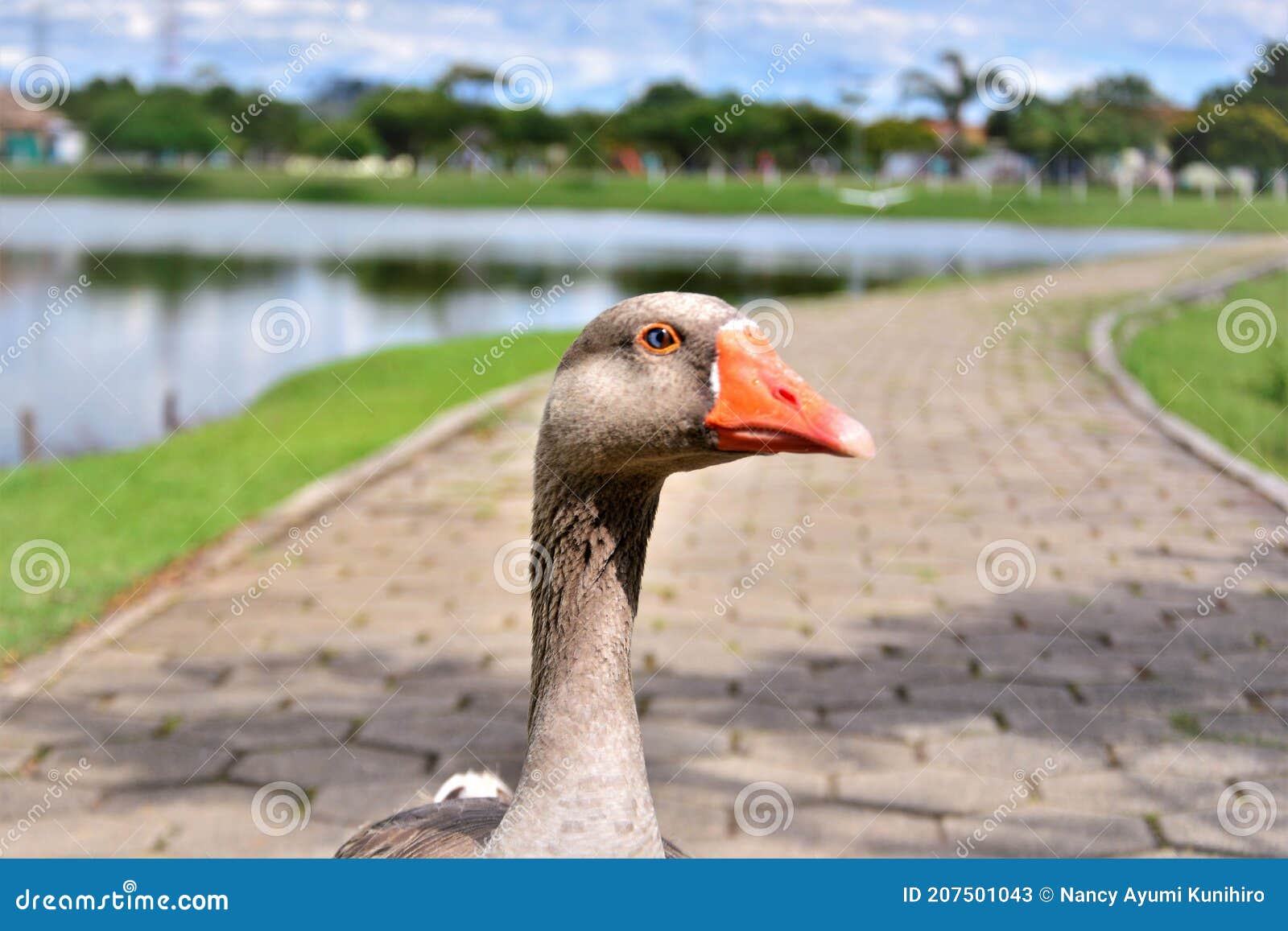 Beautiful Blue Eyes of the Centennial Park Goose Stock Image - Image of ...