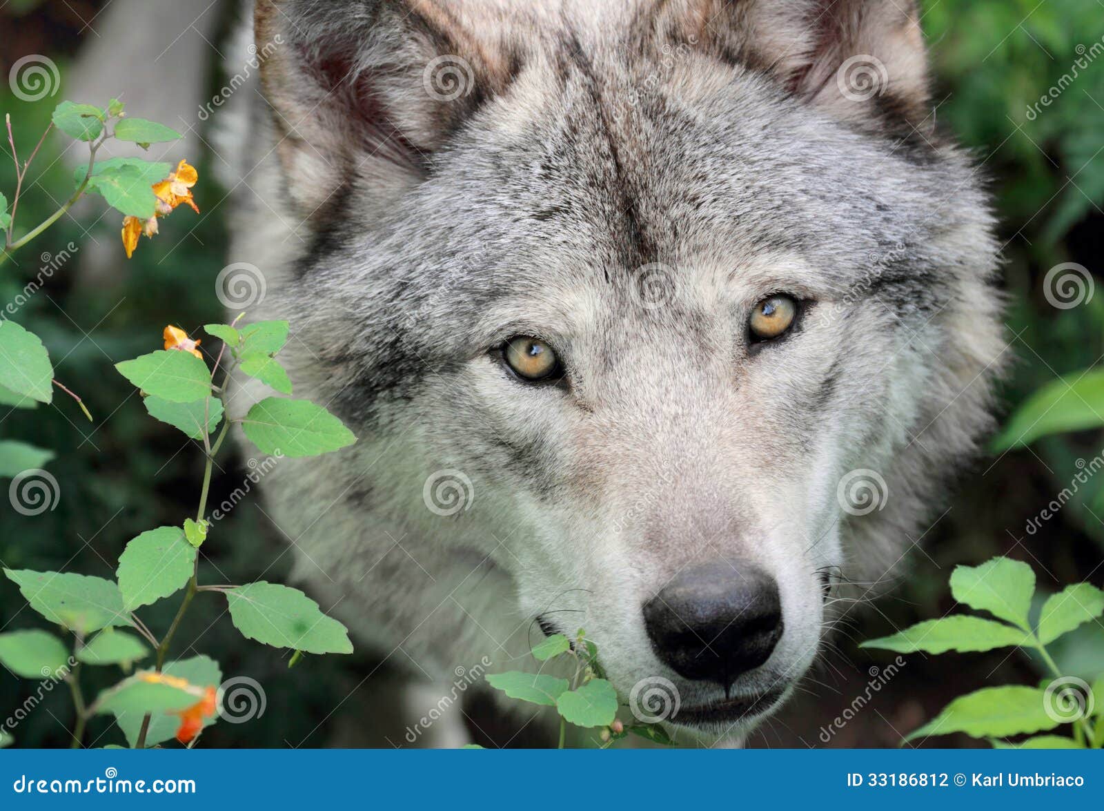 Grey Wolf Face