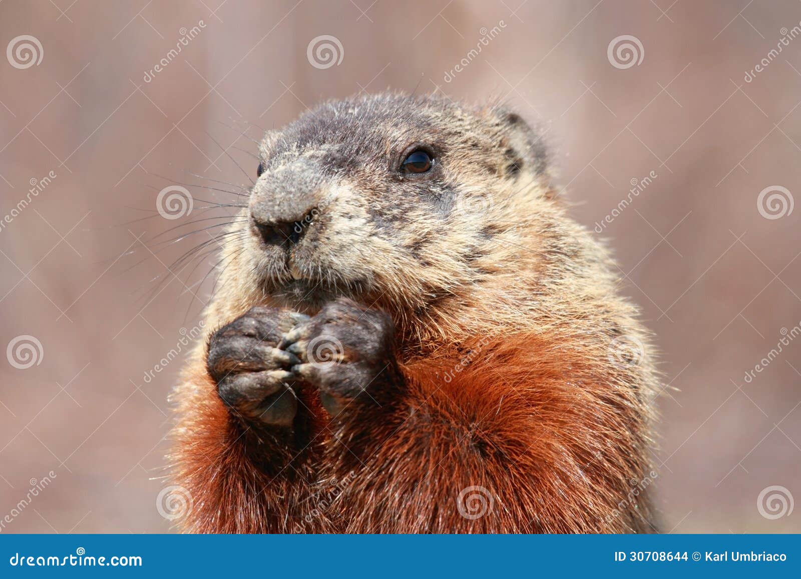 Face of ground hog stock photo. Image of beauty, wildlife - 30708644