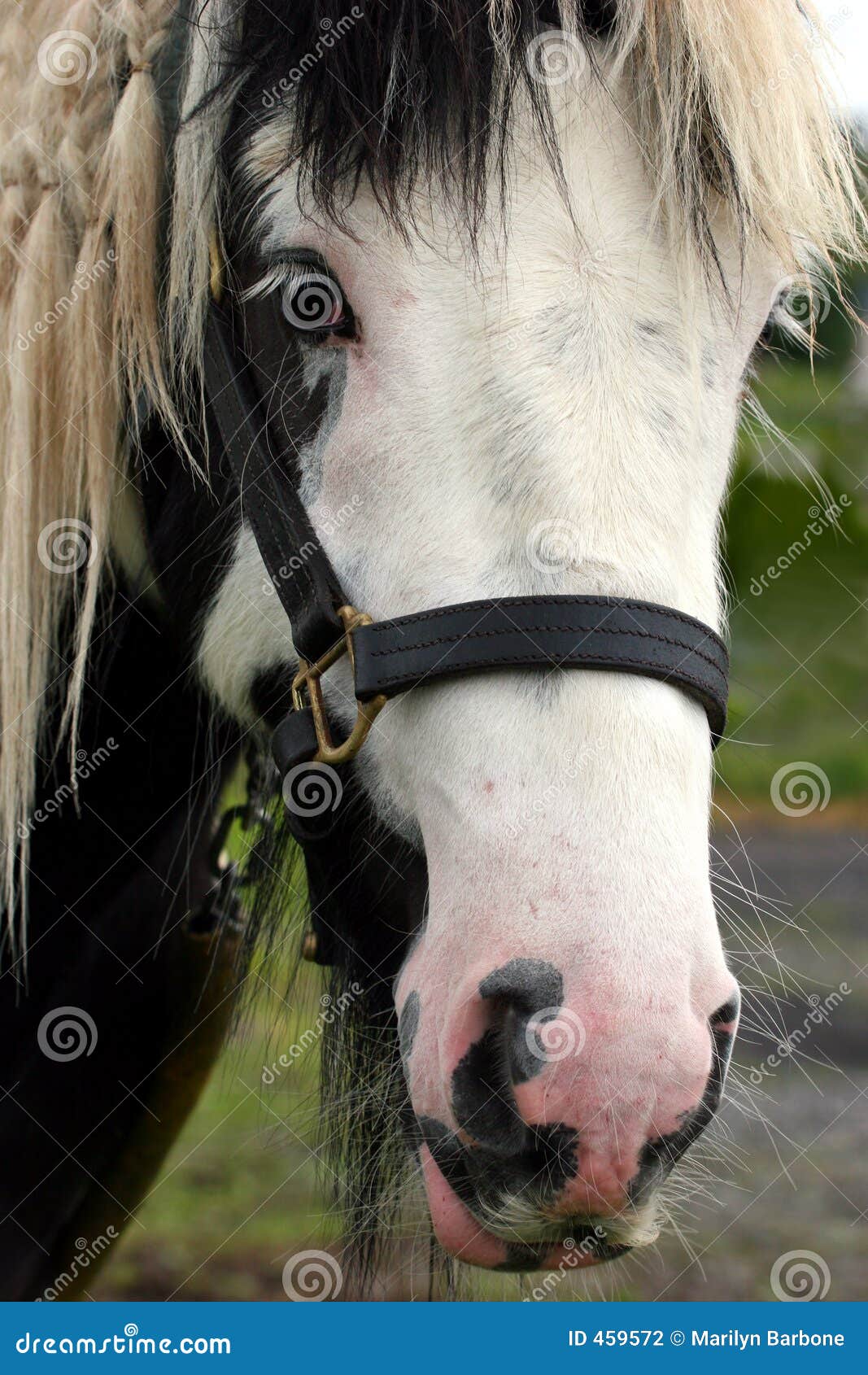 Face of a Gypsy Cob Horse stock photo. Image of plaited - 459572