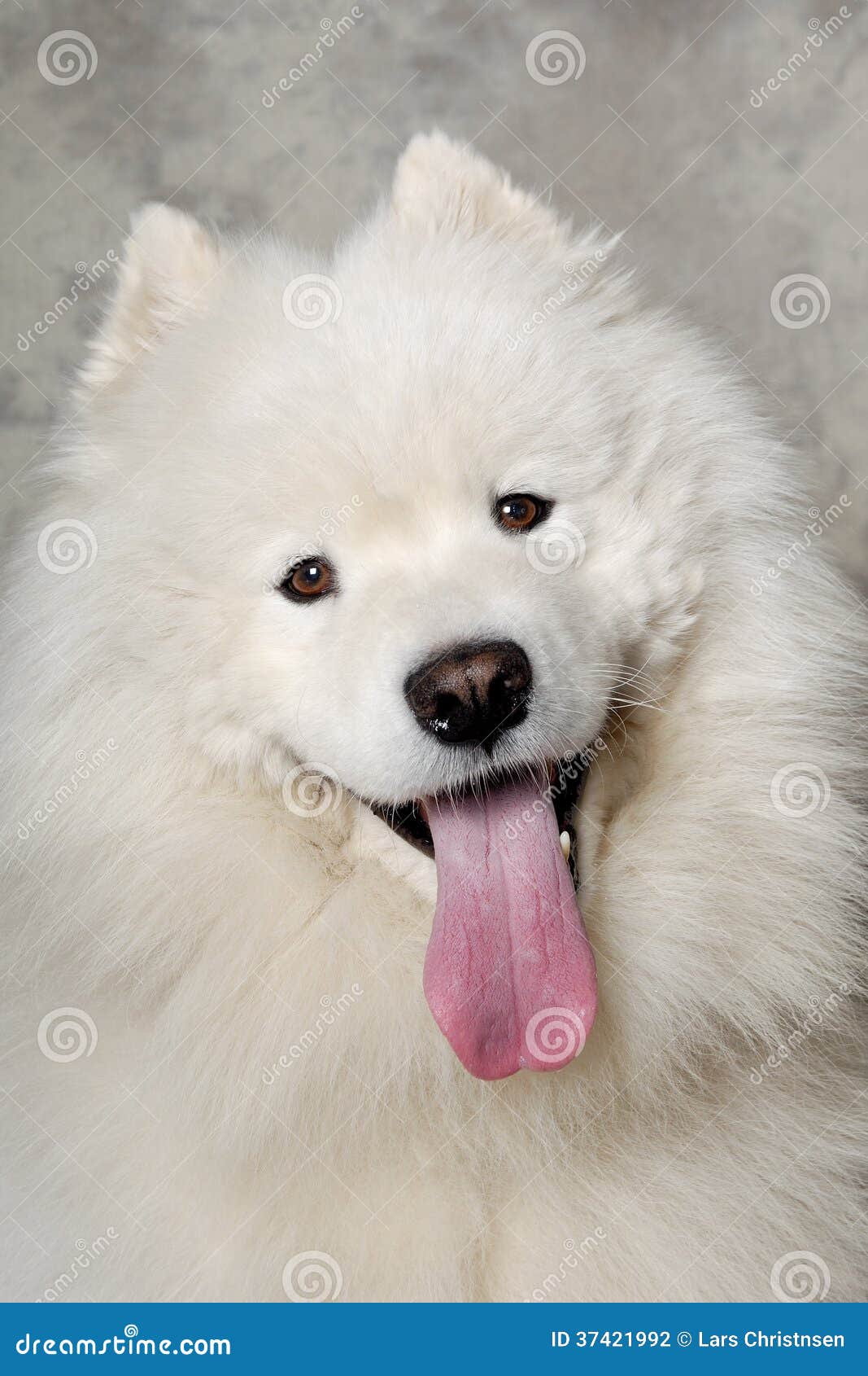 Face of happy samoyed dog stock photo. Image of single - 37421992