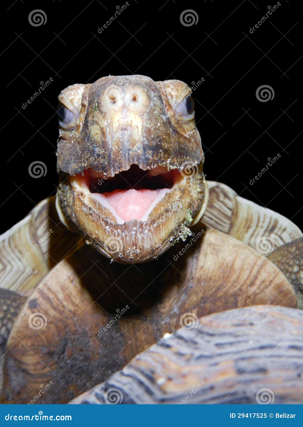 Face of a happy tortoise stock image. Image of tortoise - 29417525