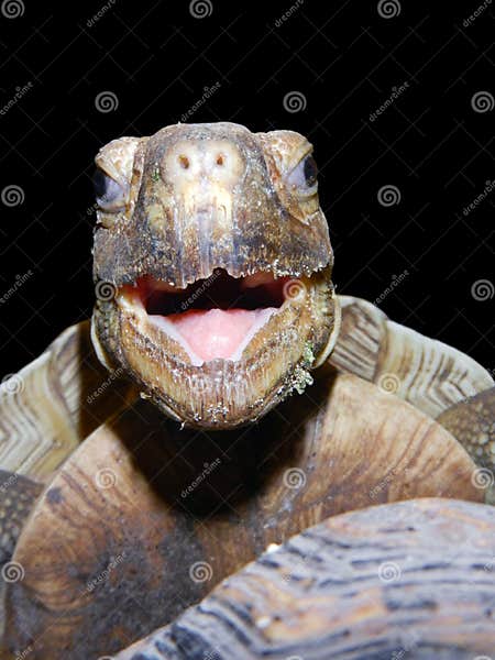 Face of a happy tortoise stock image. Image of tortoise - 29417525