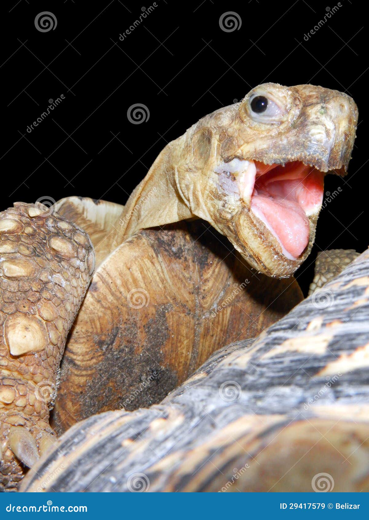 Face of a happy tortoise stock image. Image of african - 29417579
