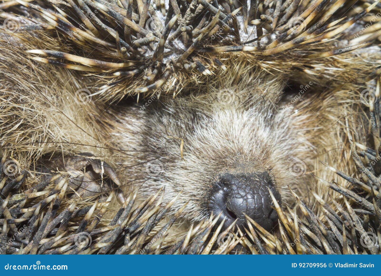 Face of hedgehog stock photo. Image of needle, hedge - 92709956