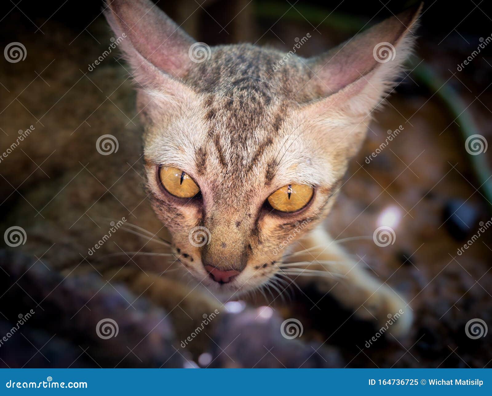 Face of Hungry Stray Cat stock image. Image of black - 164736725