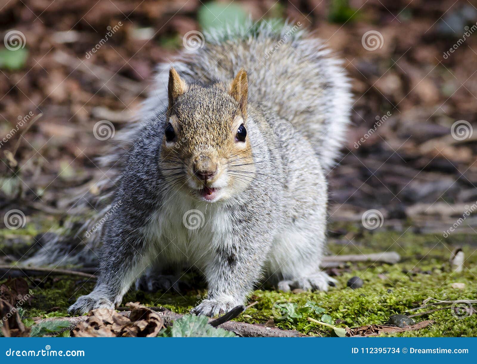 A Face on Image of a Grey Squirrel Stock Photo - Image of looking, food ...
