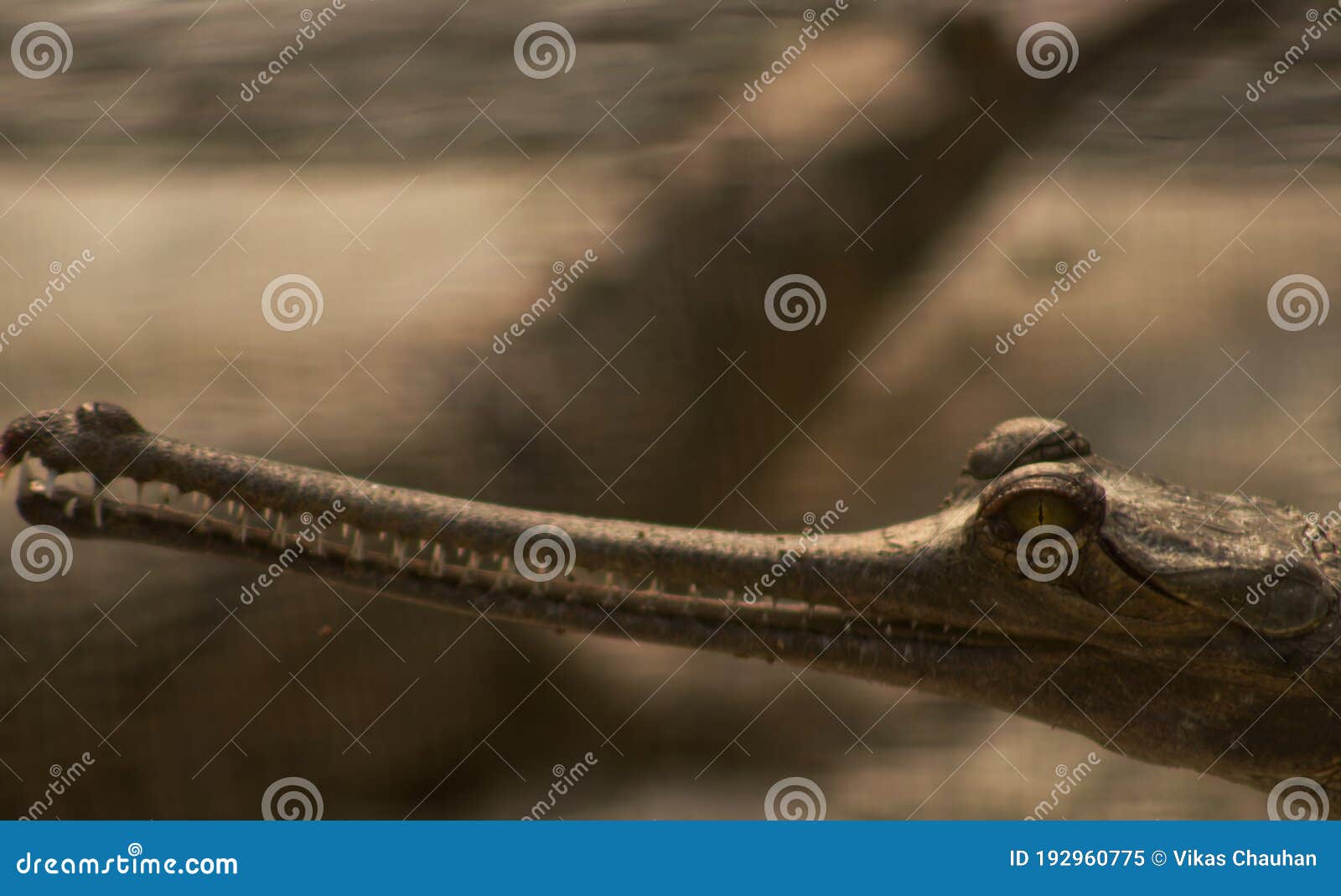 Face of an Indian gharial stock image. Image of hand - 192960775