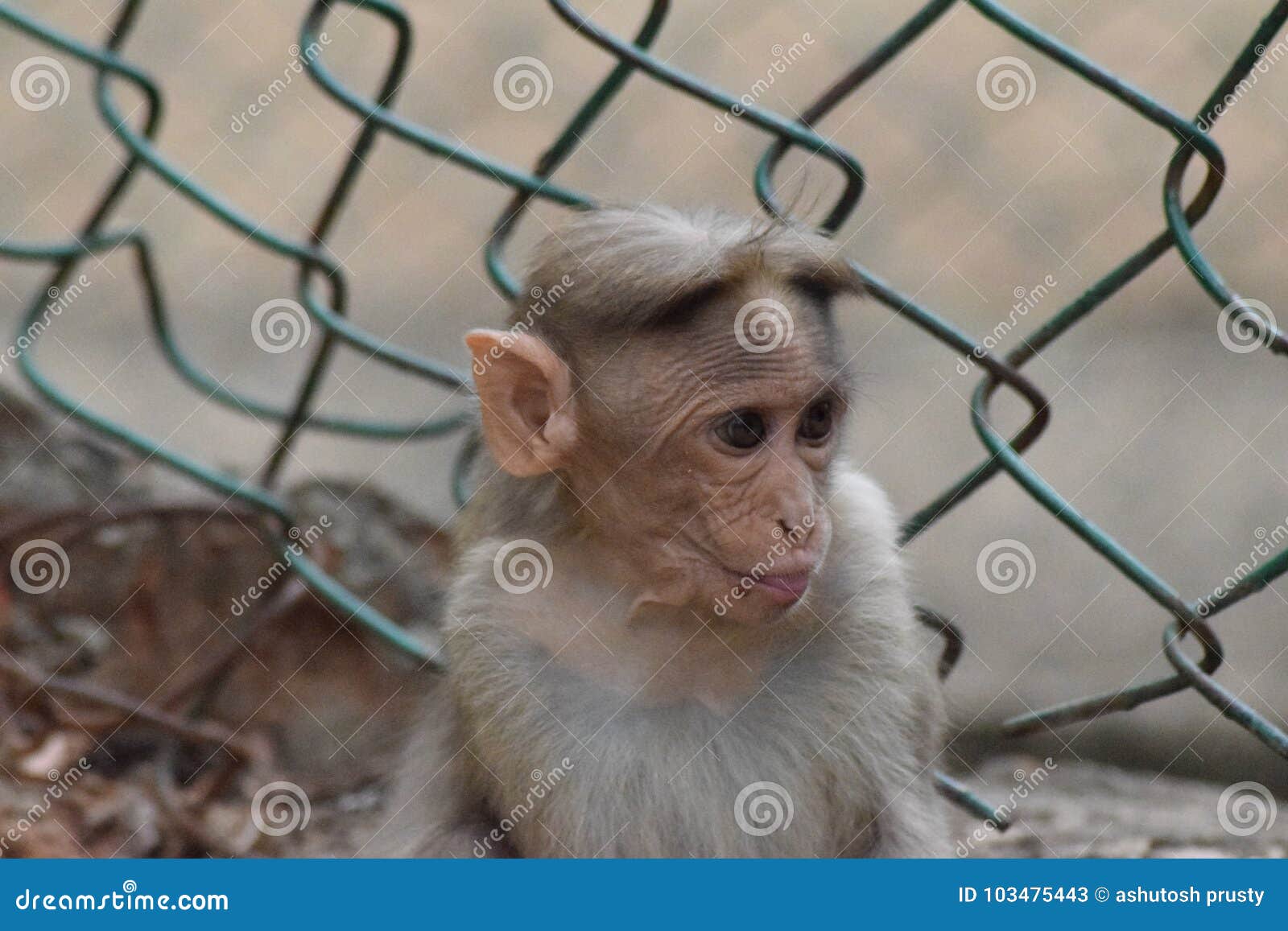 Face of Innocent Baby Monkey. Stock Image - Image of sunset, baby ...