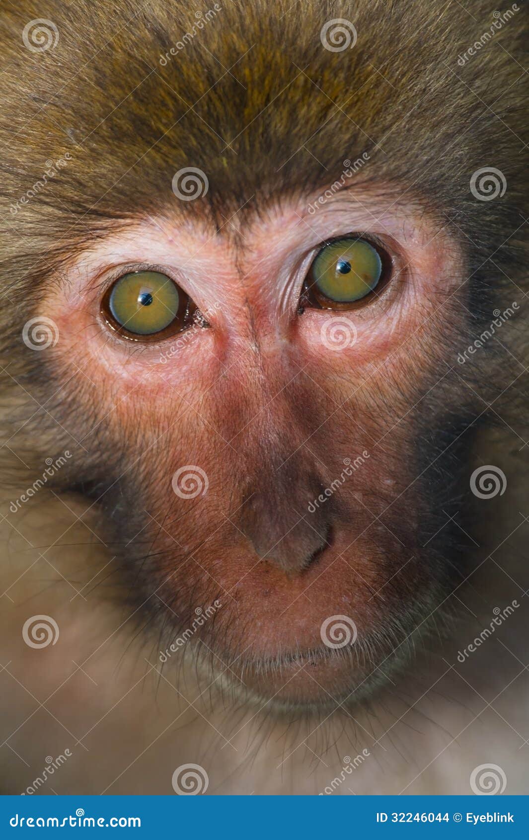 Face of Japanese Macaque-Macaca Fuscata Stock Photo - Image of macaque ...