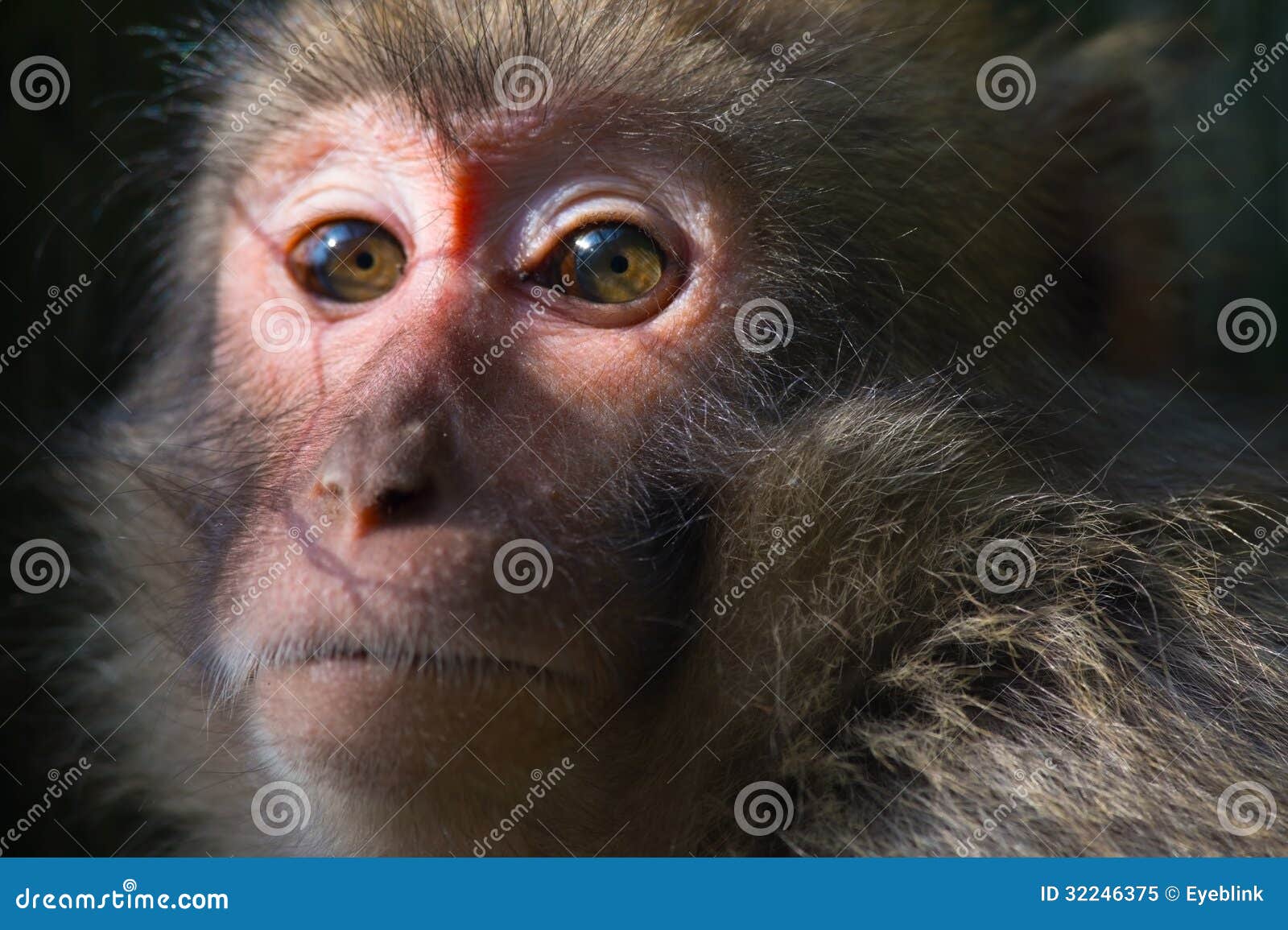 Face of Japanese Macaque-Macaca Fuscata Stock Image - Image of monkey ...