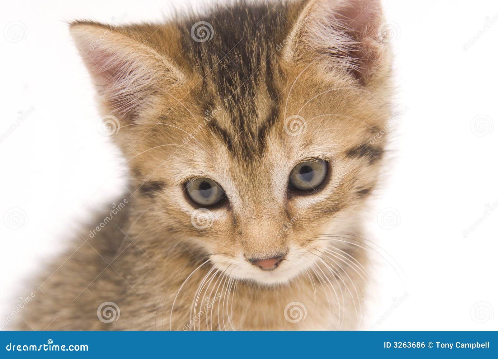 Face of a kitten stock photo. Image of tabby, kitty, animal - 3263686