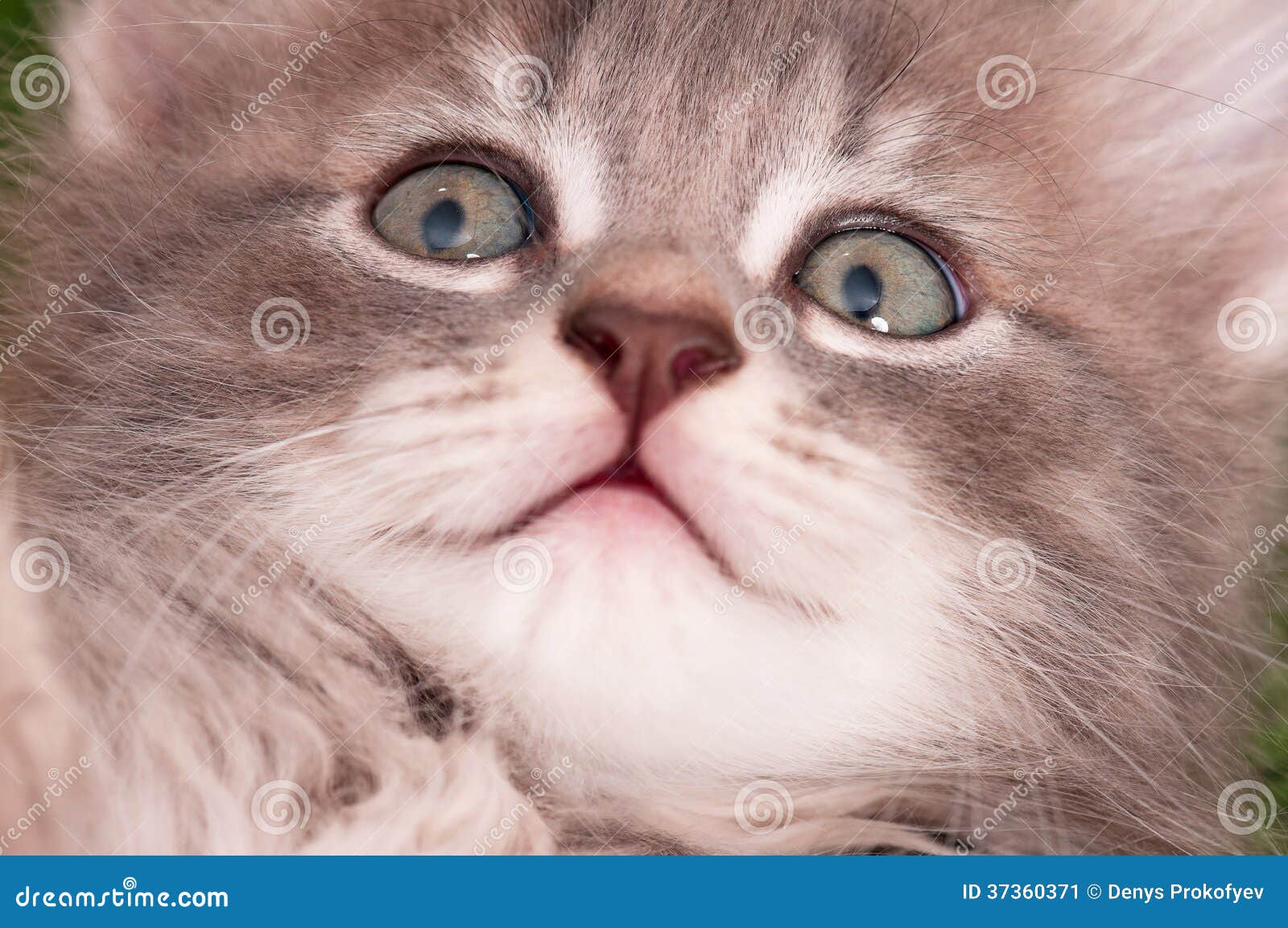 Face of kitten stock image. Image of animal, concept - 37360371