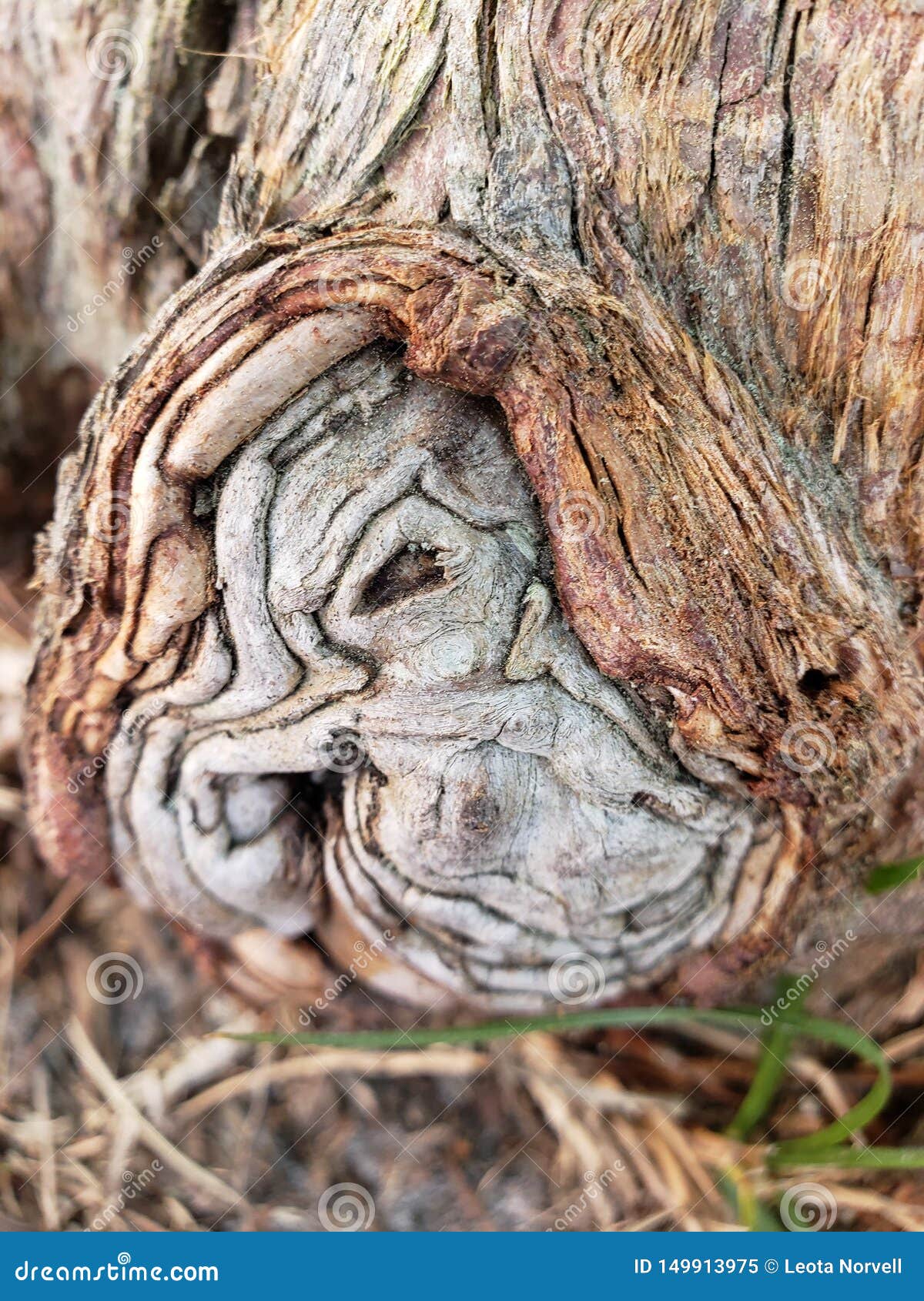 A face within the knot stock image. Image of knot, trees - 149913975