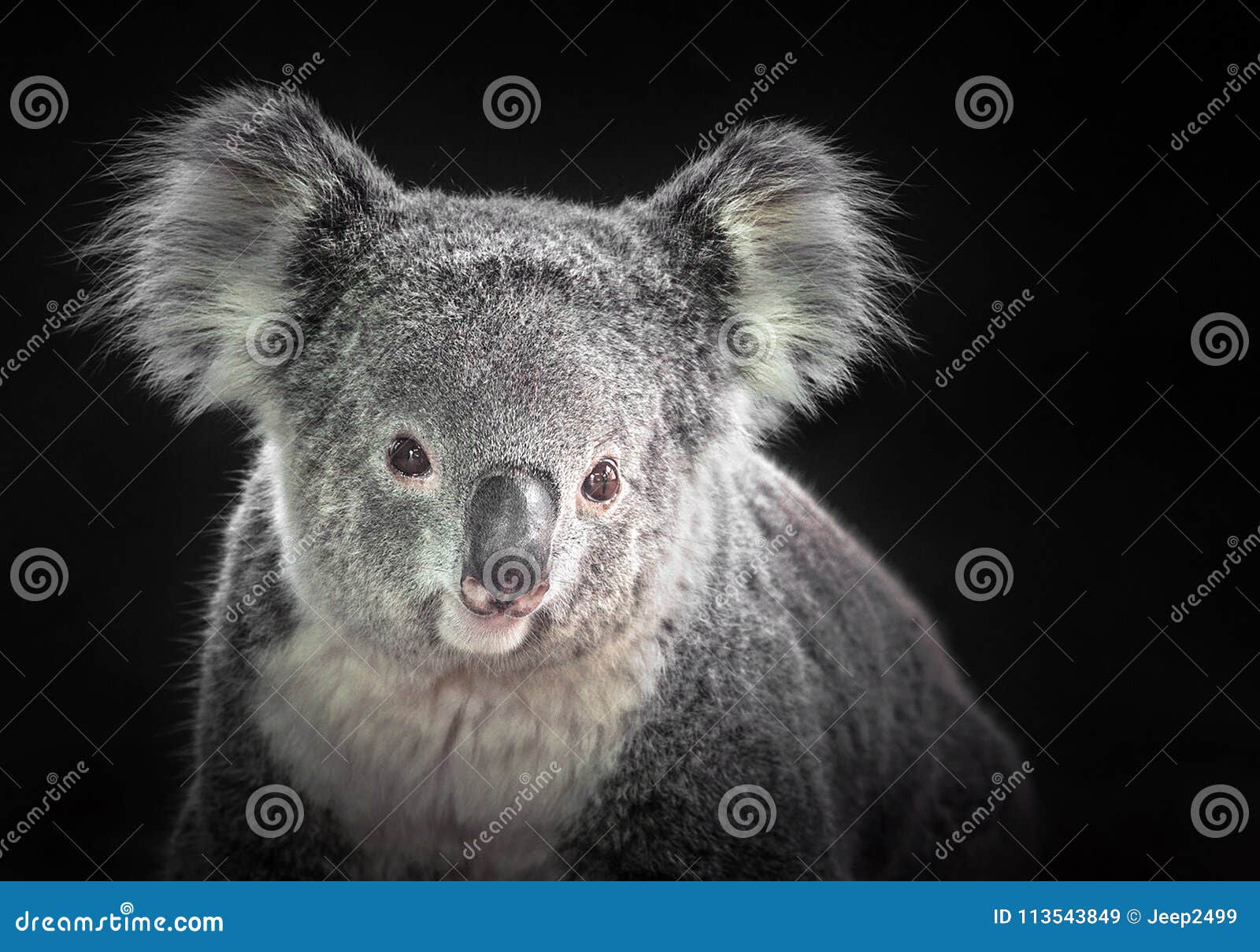 The face of a koala. stock image. Image of marsupial - 113543849