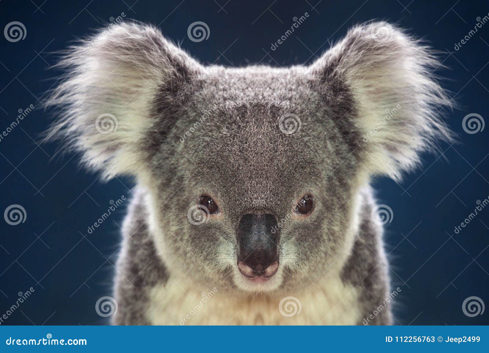 Face of koalas. stock image. Image of meerkat, koala - 112256763