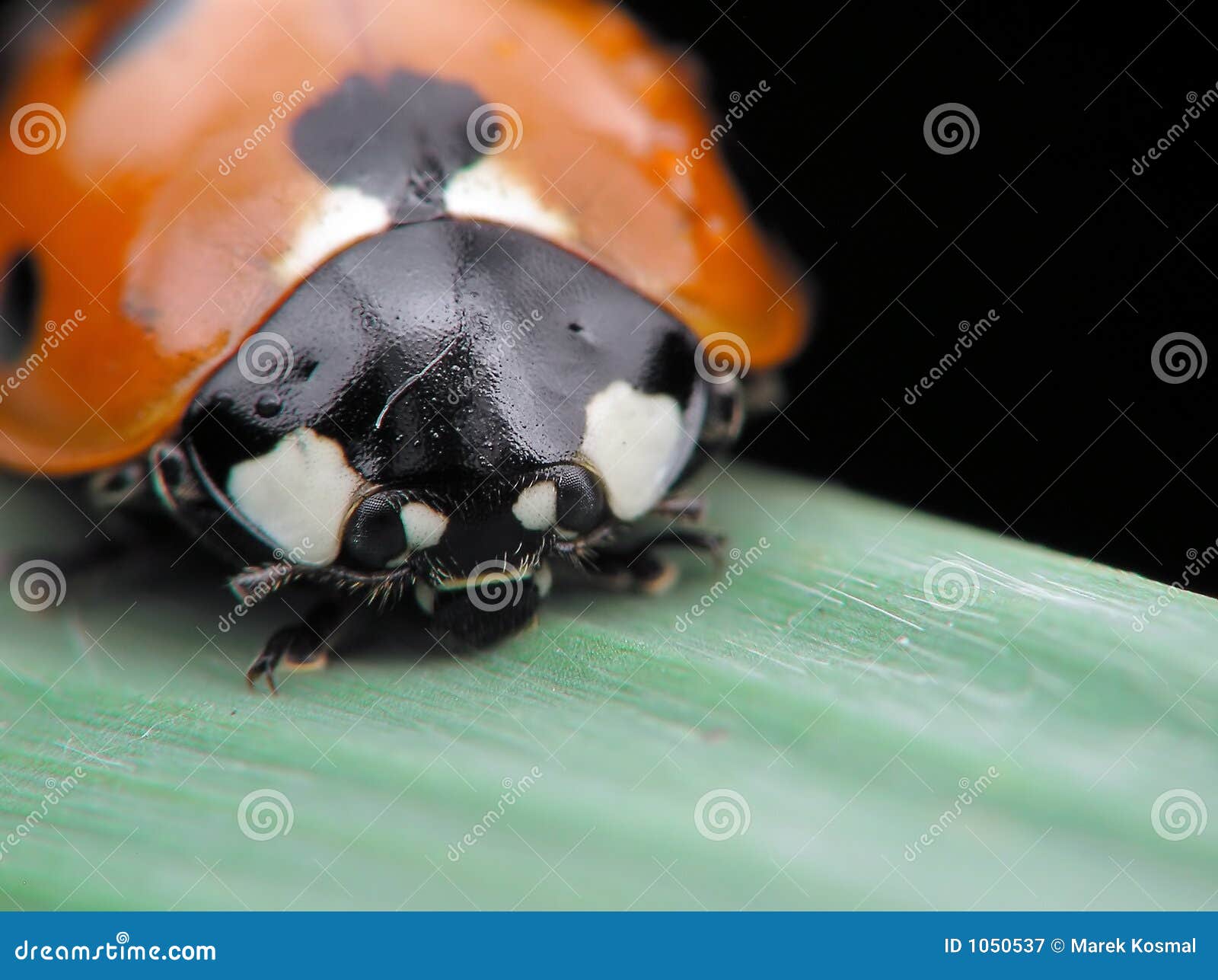 Face of ladybug stock image. Image of macro, insects, outside - 1050537