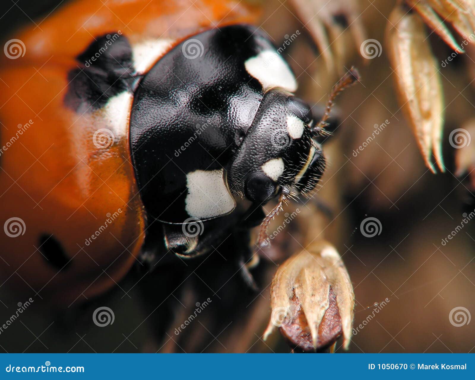Face of ladybug stock photo. Image of insects, macro, insect - 1050670