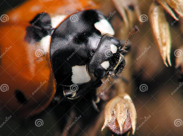 Face of ladybug stock photo. Image of insects, macro, insect - 1050670