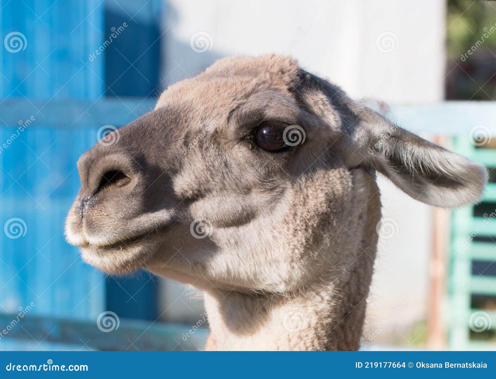 Face Lama Looking at the Zoo Stock Photo - Image of comic, nature ...