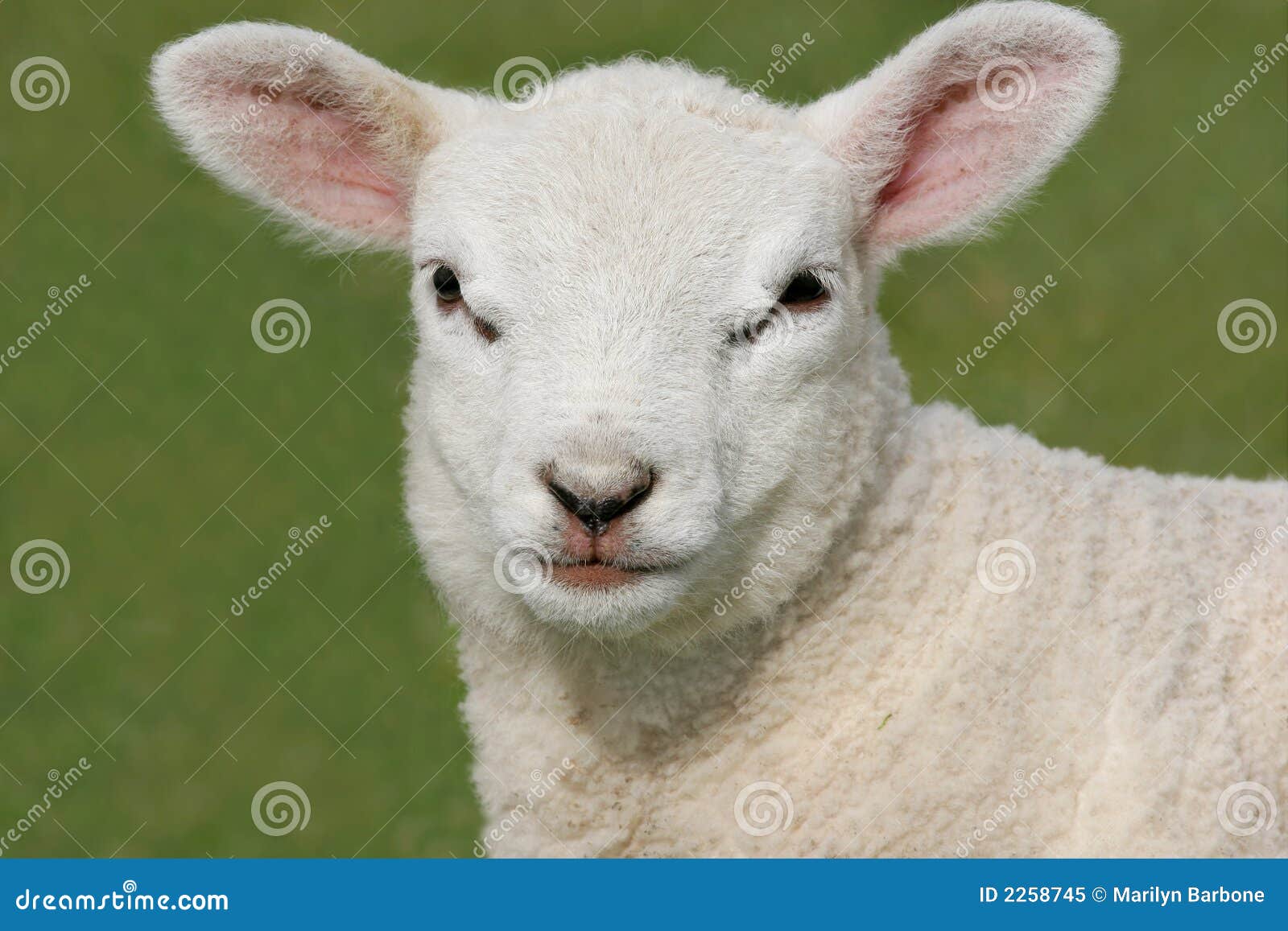Face of a Lamb stock image. Image of season, counting - 2258745