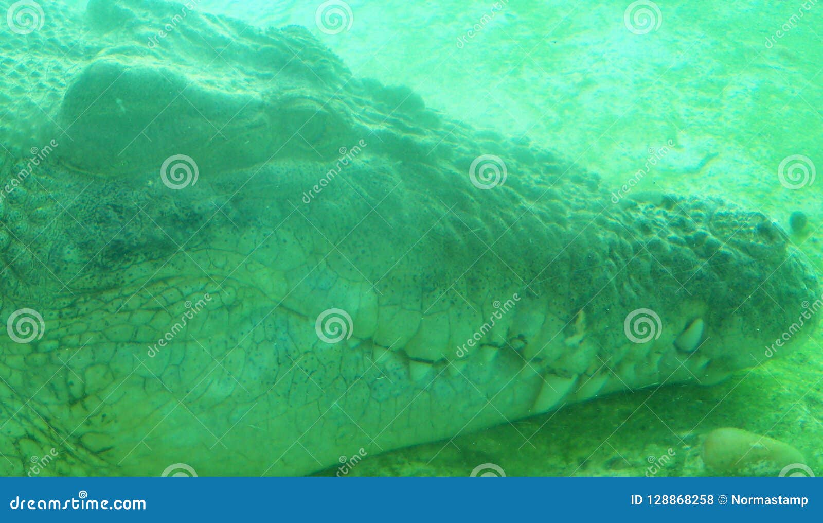 The Face of an Alligator in an Eerie Green Light Stock Photo - Image of ...