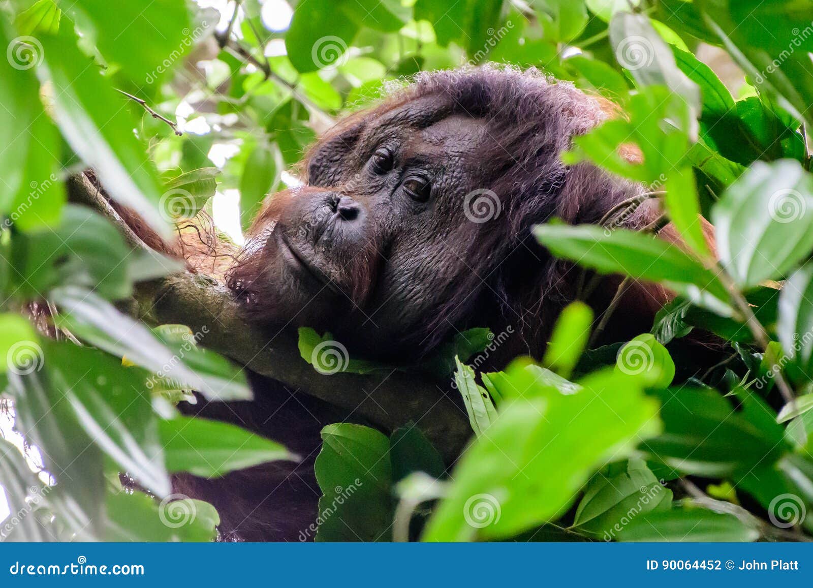 Face of a Large Male Orangutan in the Rainforest Stock Photo - Image of ...