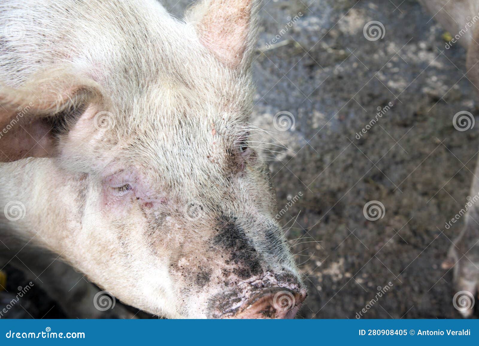 One of the Pigs in the Pigsty. Stock Image - Image of agriculture ...