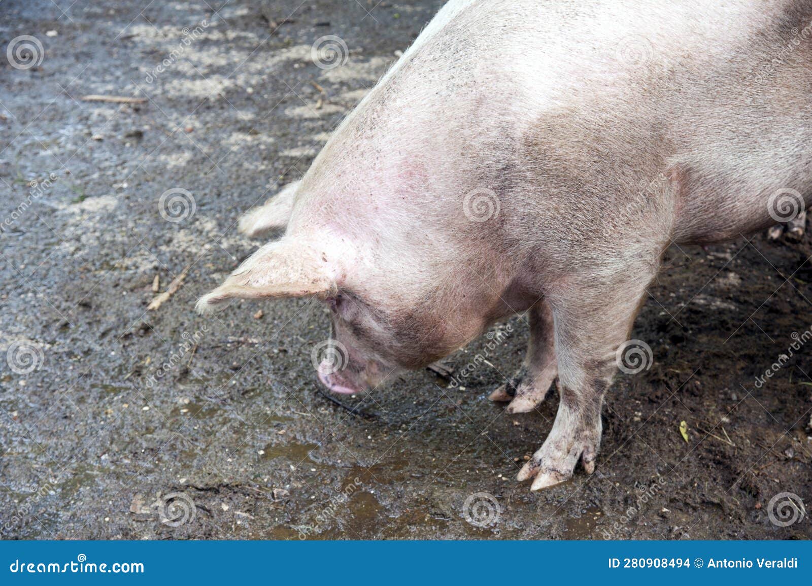 One of the Pigs in the Pigsty. Stock Photo - Image of grunt, livestock ...