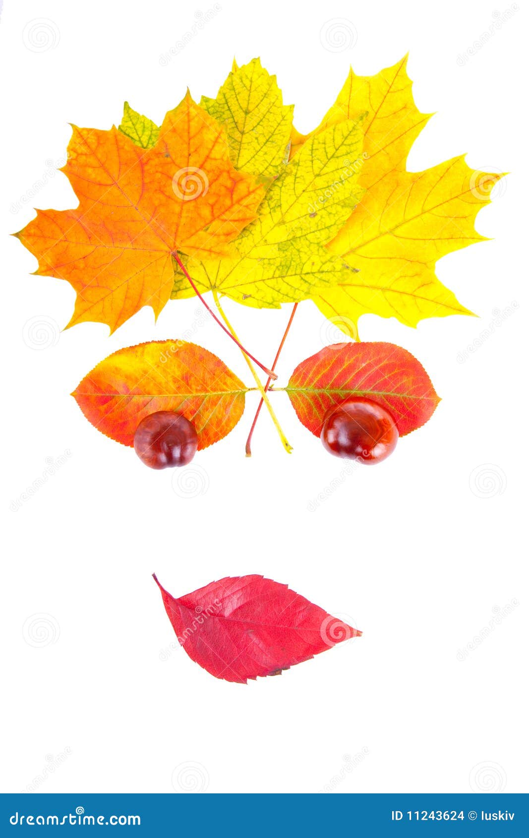 Face of leaves stock photo. Image of colour, falling - 11243624