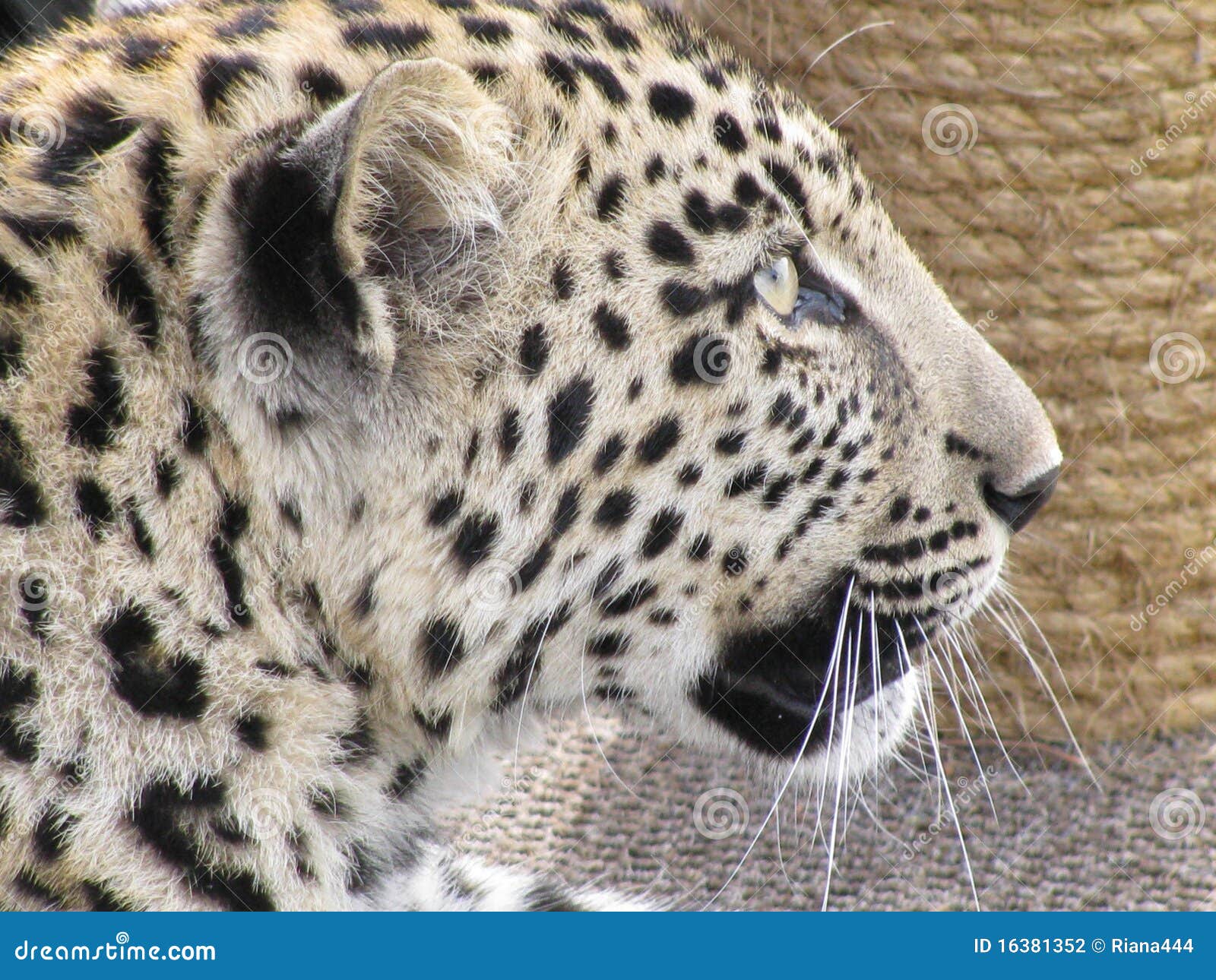 Face of a Leopard stock photo. Image of leopard, travel - 16381352