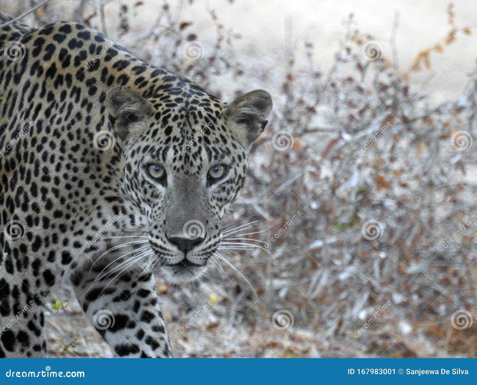 Face of a leopard stock image. Image of wallpaper, wall - 167983001