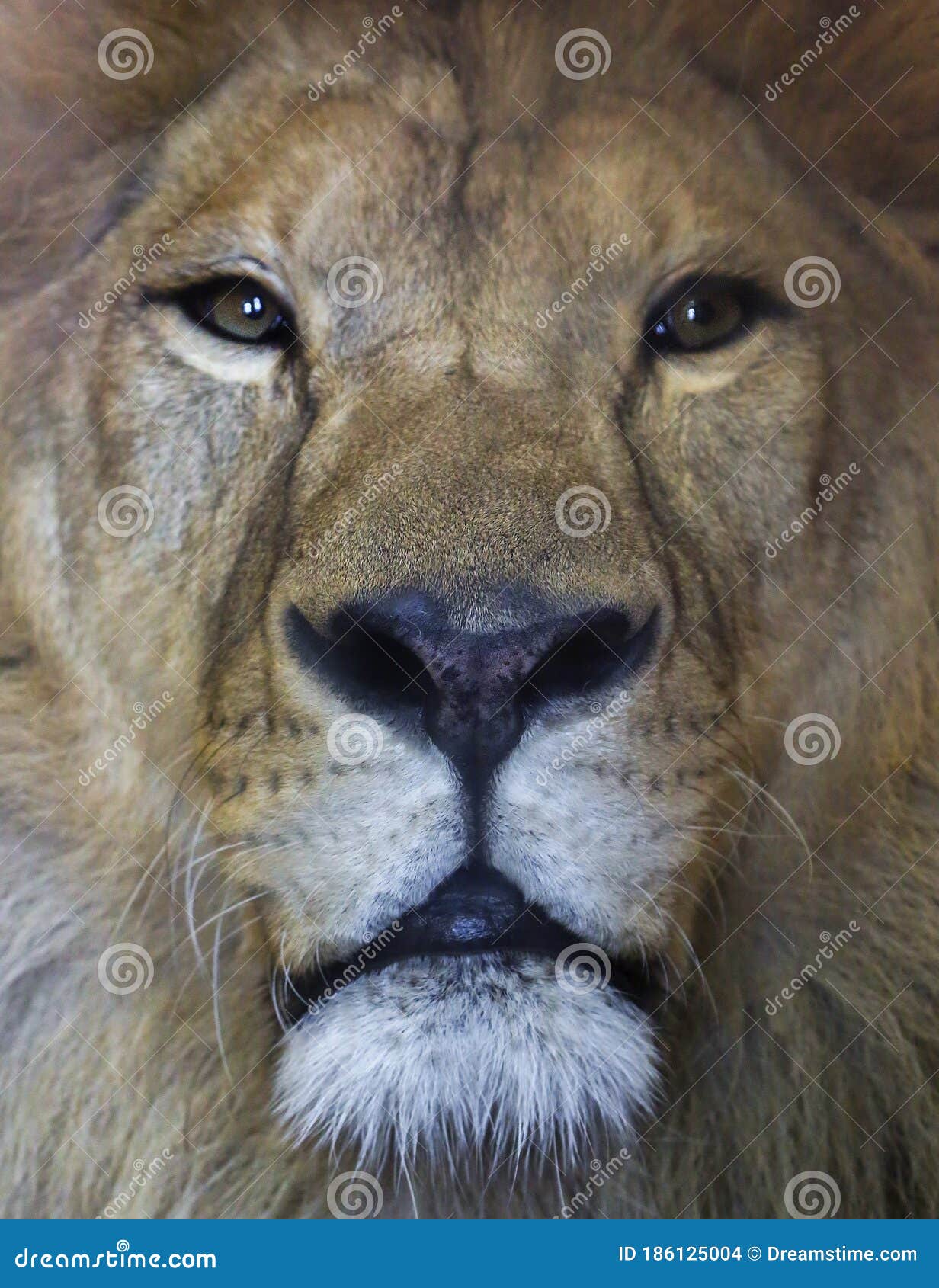 Large Face of a Lion in Full Face Stock Photo - Image of full ...