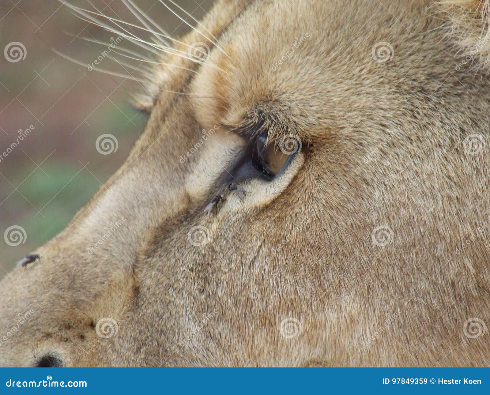 Facelion Stock Photos - Free & Royalty-Free Stock Photos from Dreamstime