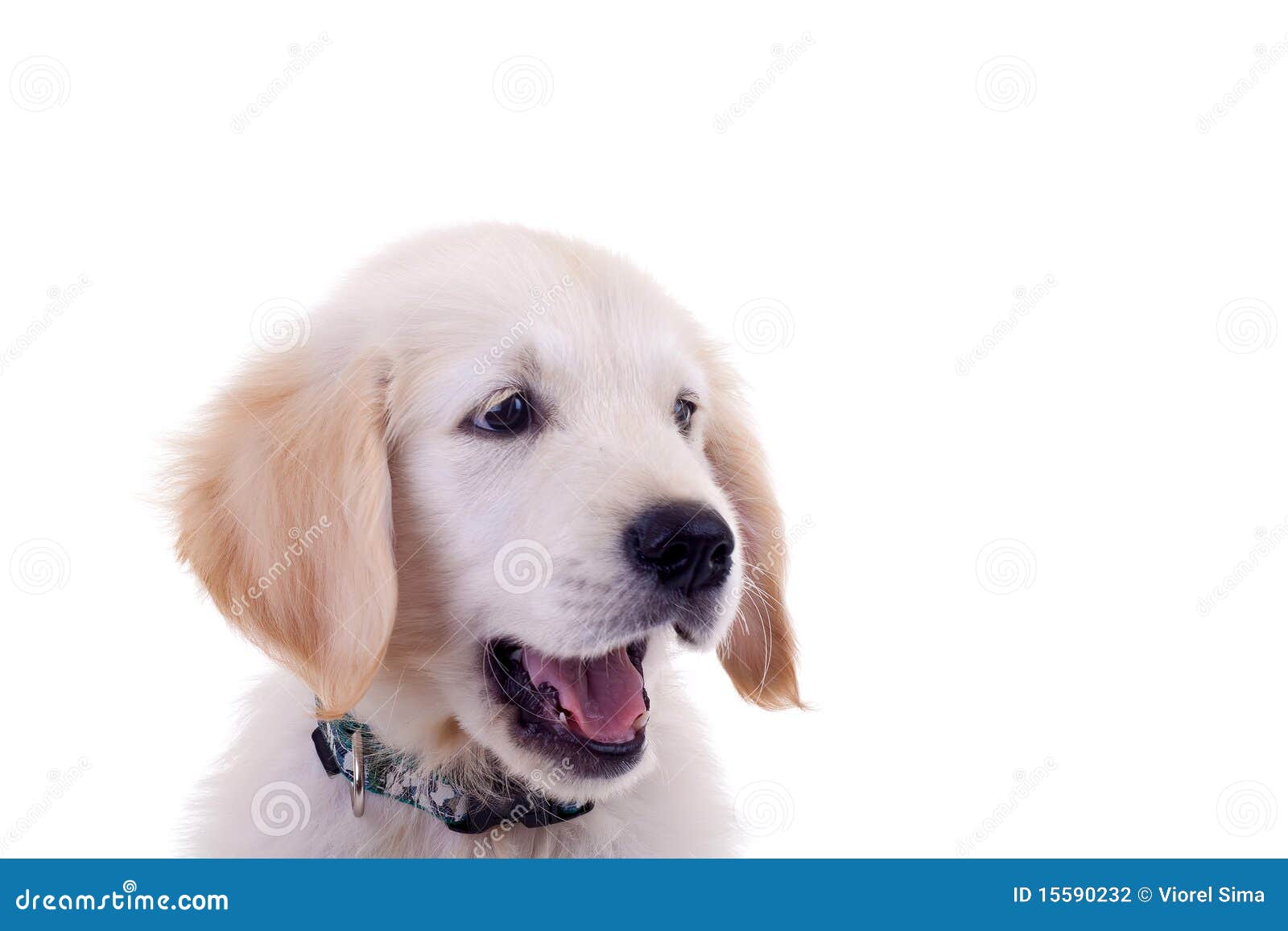 Face of a Little Golden Lab Stock Photo - Image of head, doggy: 15590232