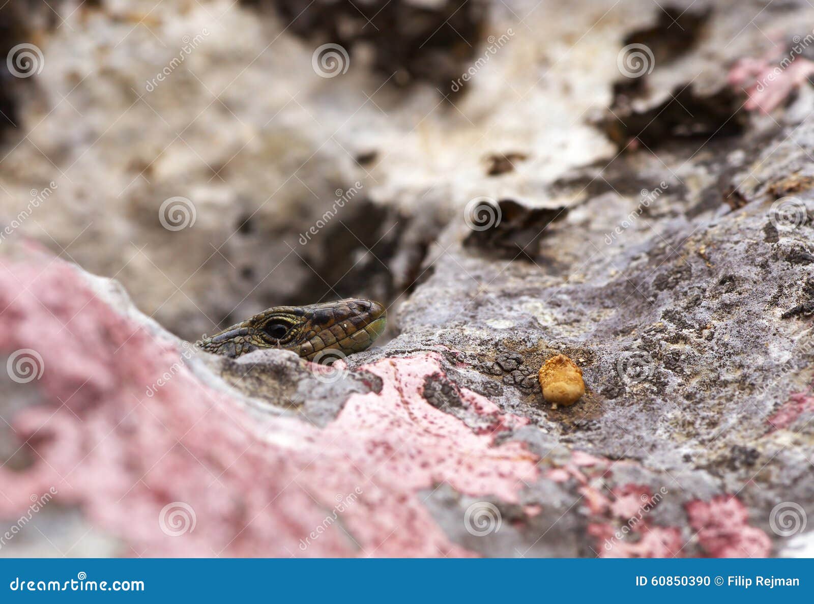 Face of Lizard stock photo. Image of protected, natural - 60850390