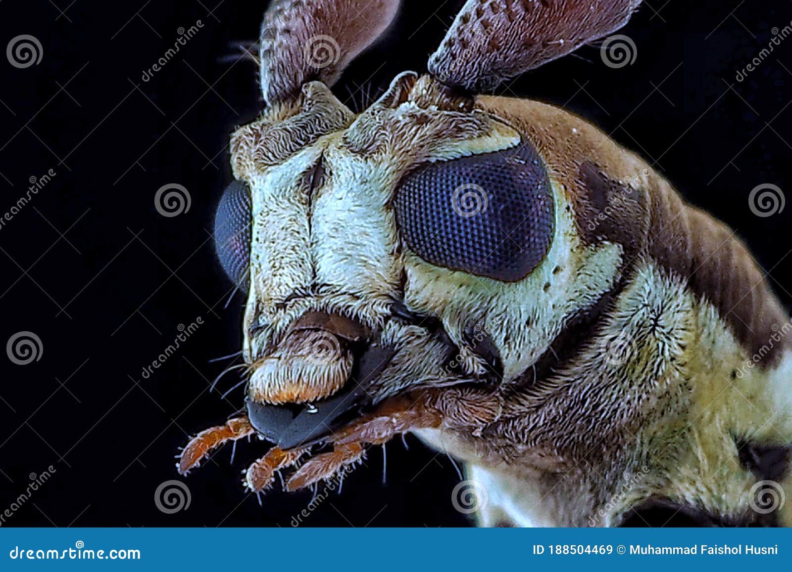 The Face of Longhorn Beetle Stock Image - Image of wildlife, face ...
