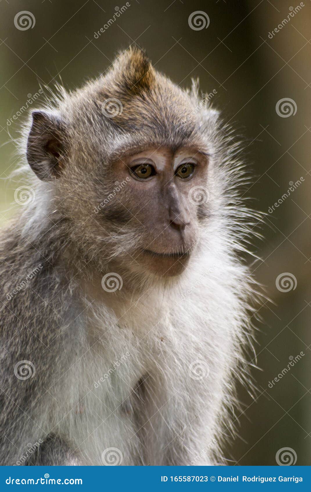Face of macaque stock image. Image of mammalia, forest - 165587023